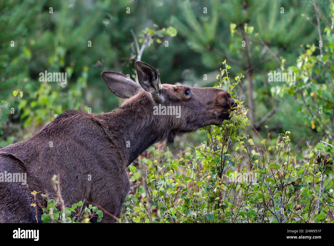 Moose cow grazing in hi-res stock photography and images - Alamy