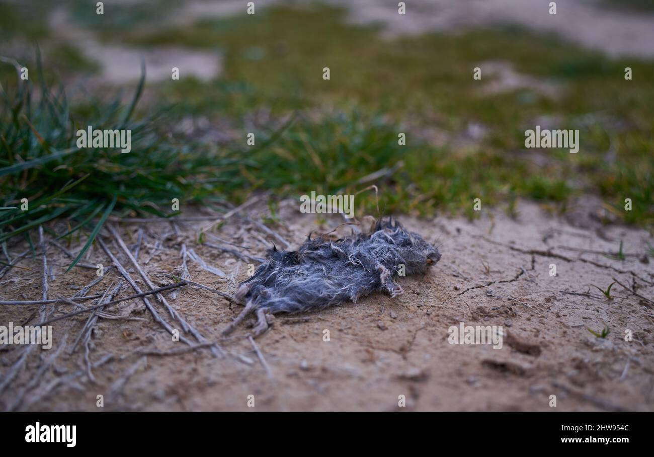 Selective approach of a dead field mouse between earth and grasses ...