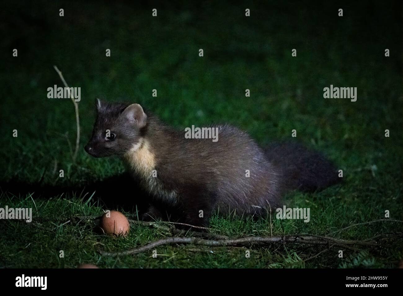 European pine marten (Martes martes) eating an egg in a garden ...