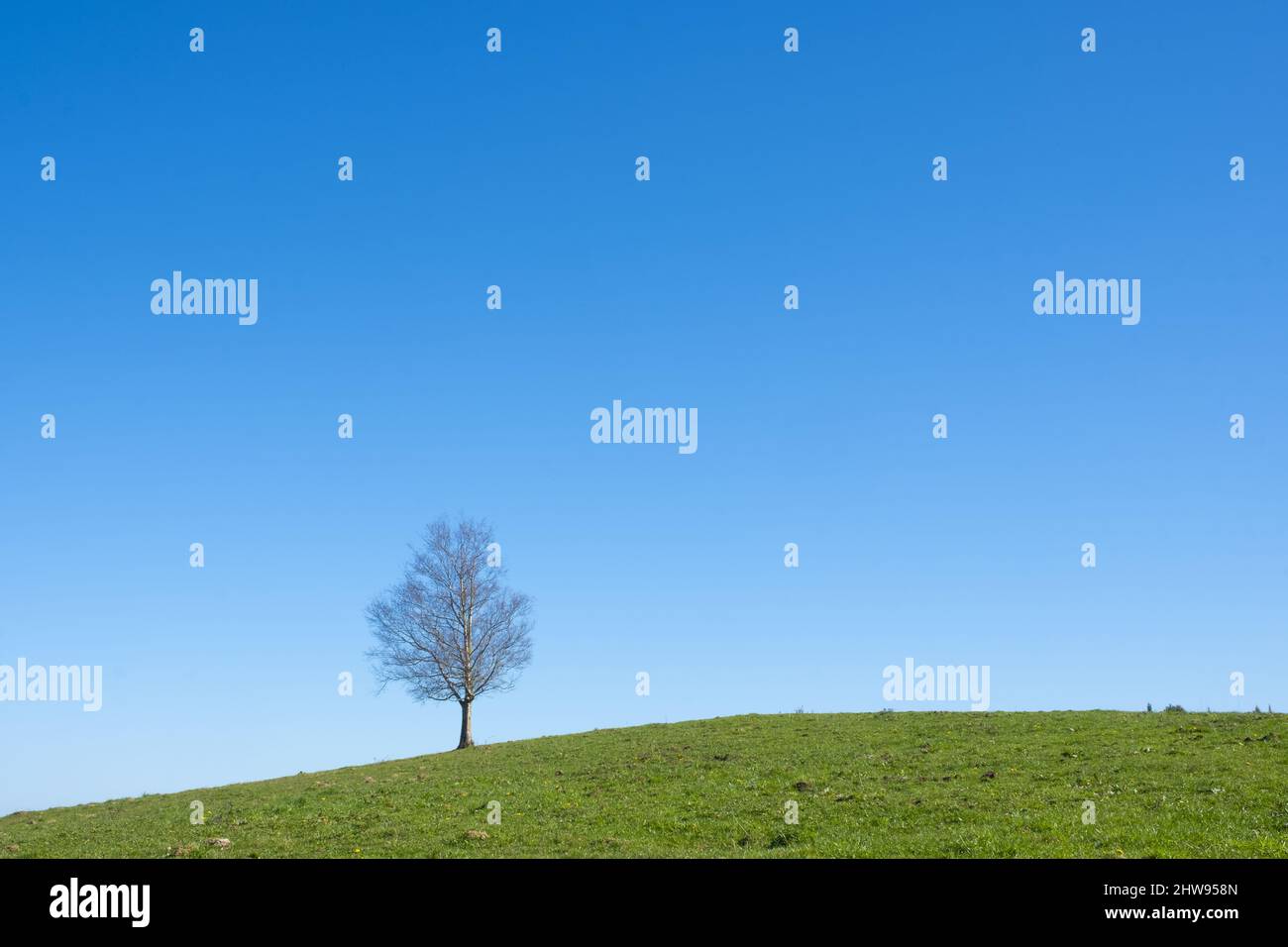 Lone birch hi-res stock photography and images - Alamy