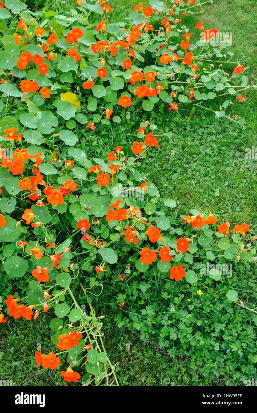 Nasturtium, Tropaeolum majus, trailing in garden floor. Red flowers and ...