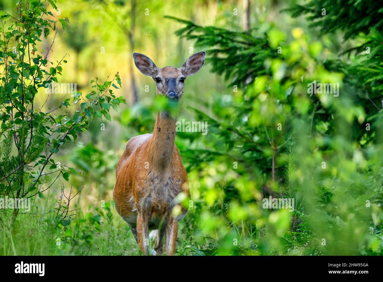 Dark brown deer hi-res stock photography and images - Alamy