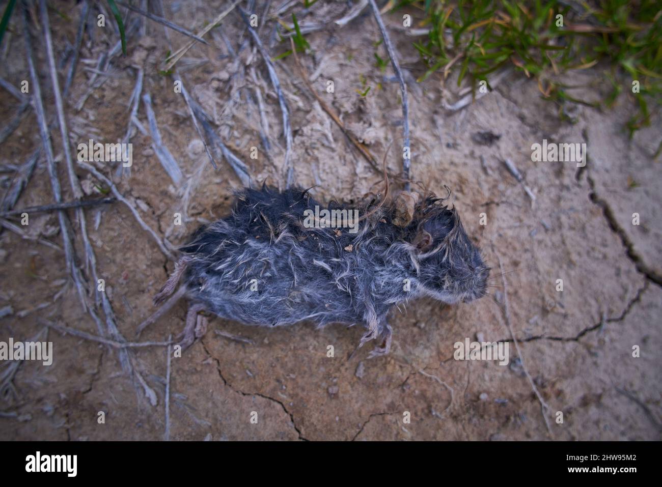 Selective approach of a dead field mouse between earth and grasses ...
