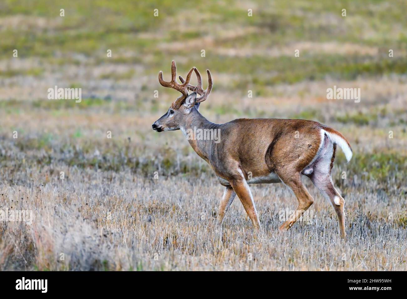 Dusk fauna hi-res stock photography and images - Alamy