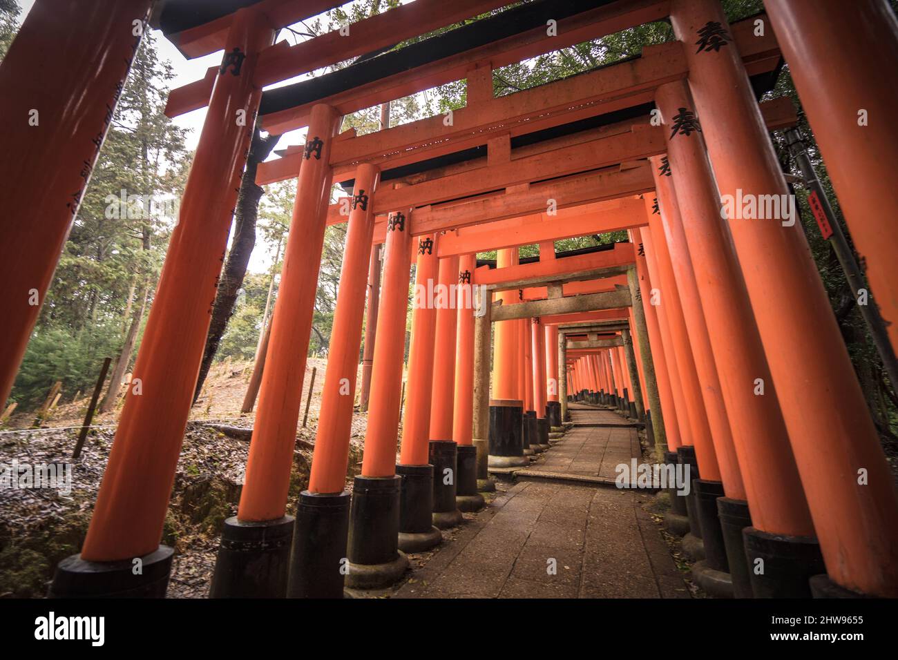 Red Torii gates in Fushimi Inari shrine in Kyoto, Japan famous place to ...