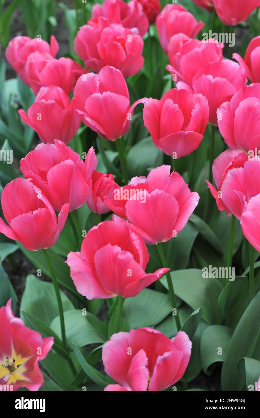 Pink Darwin Hybrid tulips (Tulipa) Lady van Eijk bloom in a garden in April Stock Photo - Alamy