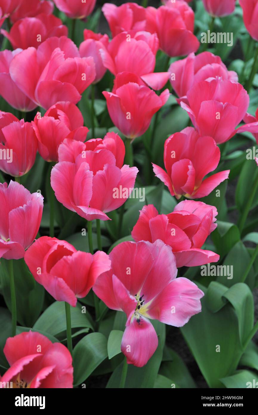 Pink Darwin Hybrid tulips (Tulipa) Lady van Eijk bloom in a garden in ...