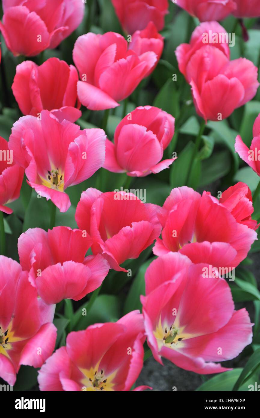 Pink Darwin Hybrid tulips (Tulipa) Lady van Eijk bloom in a garden in ...