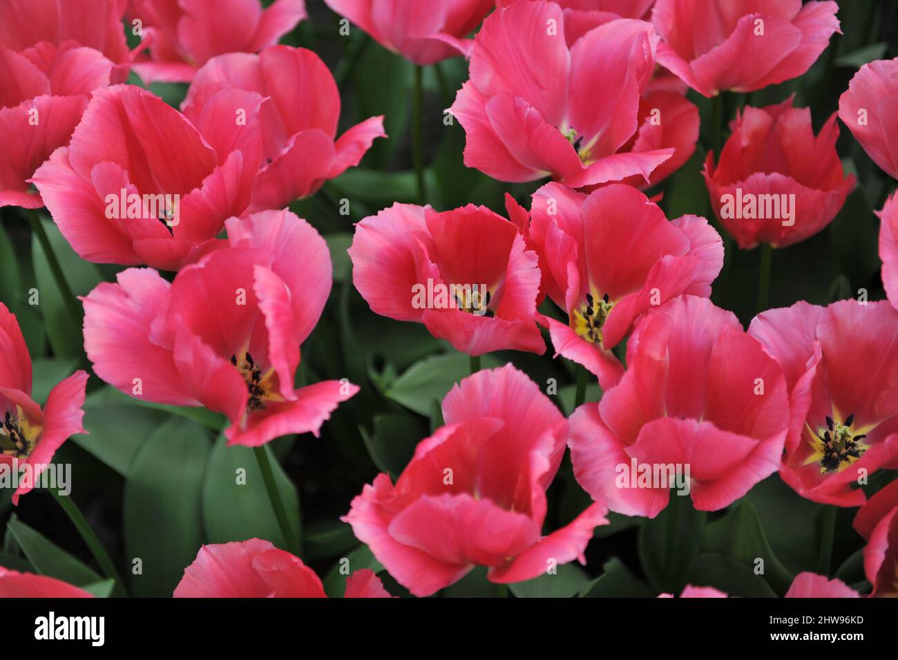Pink Darwin Hybrid tulips (Tulipa) Lady van Eijk bloom in a garden in ...