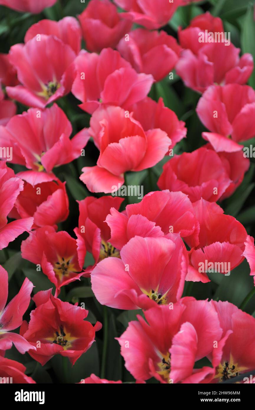 Pink Darwin Hybrid tulips (Tulipa) Lady van Eijk bloom in a garden in ...