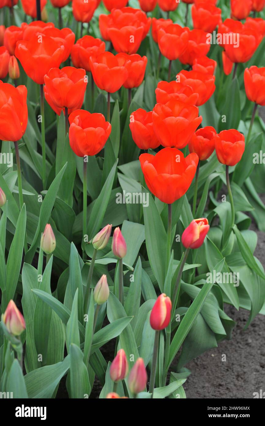 Red Darwin Hybrid tulips (Tulipa) Lalibela bloom in a garden in March ...