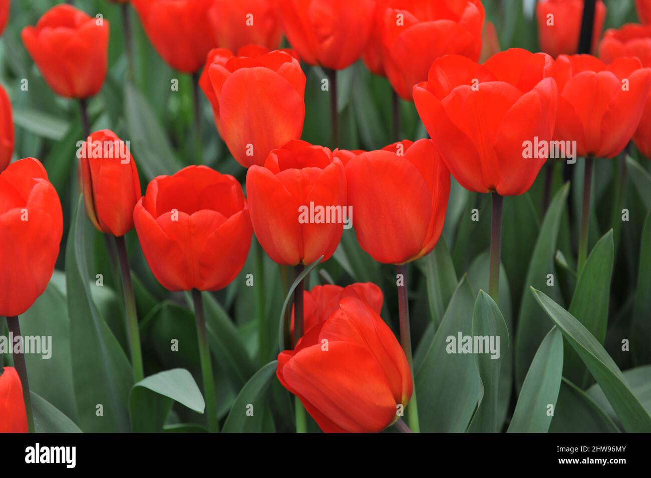 Red Darwin Hybrid tulips (Tulipa) Lalibela bloom in a garden in March ...
