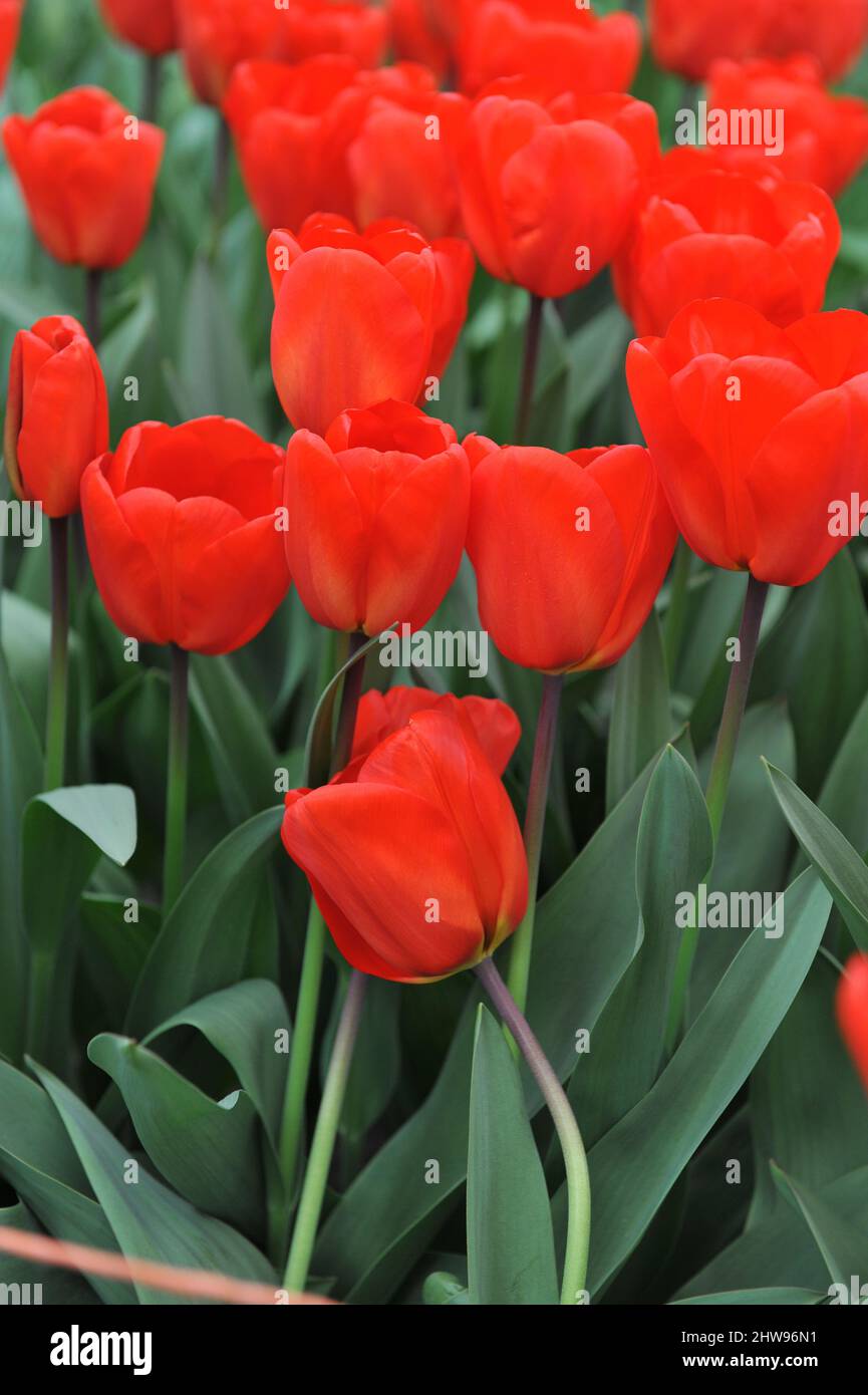 Red Darwin Hybrid tulips (Tulipa) Lalibela bloom in a garden in March ...