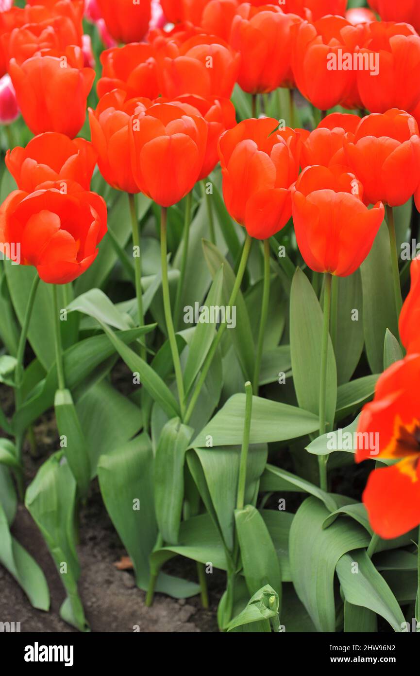 Red Darwin Hybrid tulips (Tulipa) Lalibela bloom in a garden in March ...