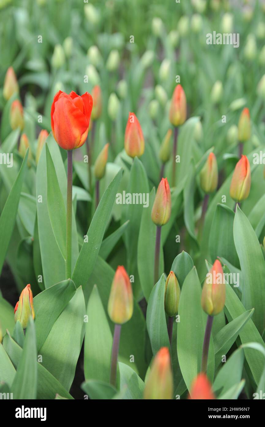 Red Darwin Hybrid tulips (Tulipa) Lalibela bloom in a garden in March ...