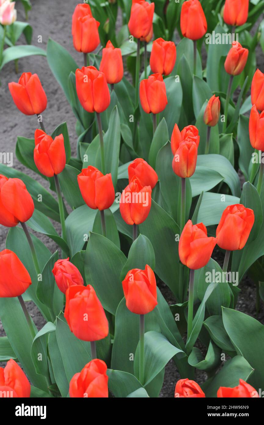 Red Darwin Hybrid tulips (Tulipa) Lalibela bloom in a garden in March ...