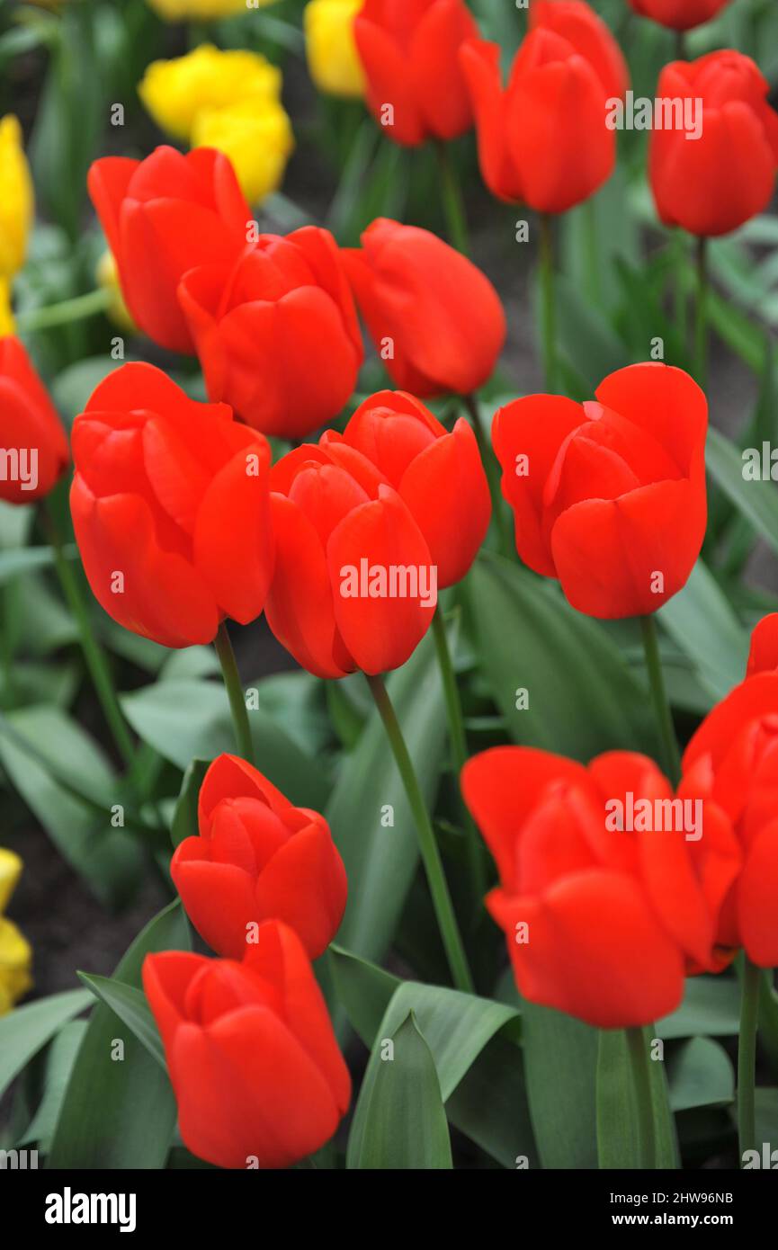 Red Darwin Hybrid tulips (Tulipa) Lalibela bloom in a garden in March ...