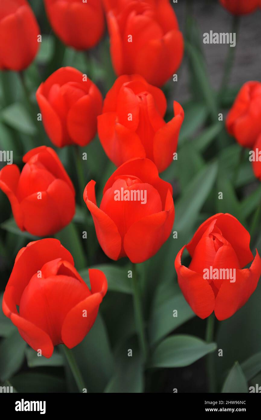 Red Darwin Hybrid tulips (Tulipa) Lalibela bloom in a garden in March ...