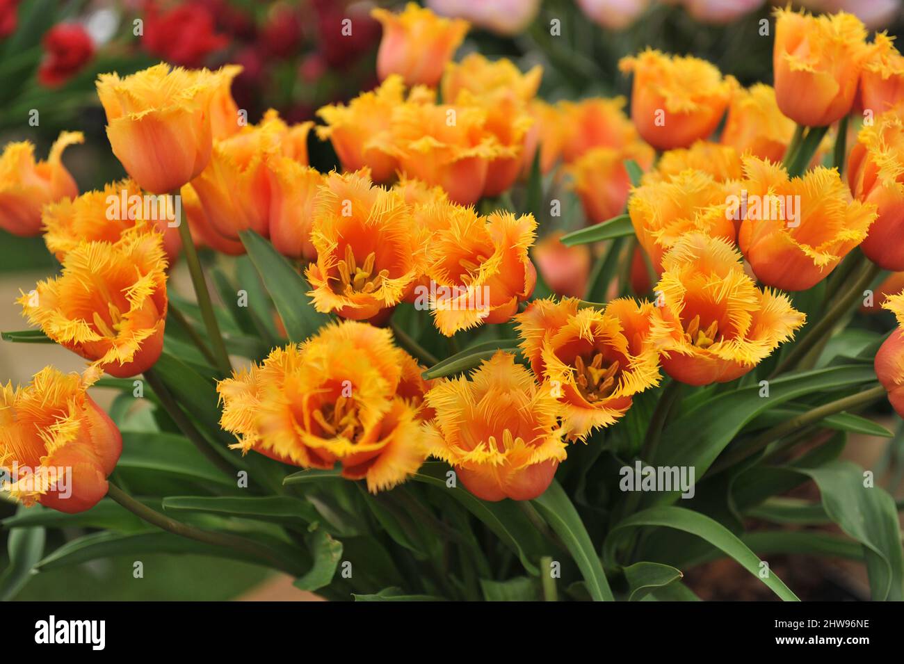 A bouquet of yellow and pink fringed tulips (Tulipa) Lambada bloom in a ...