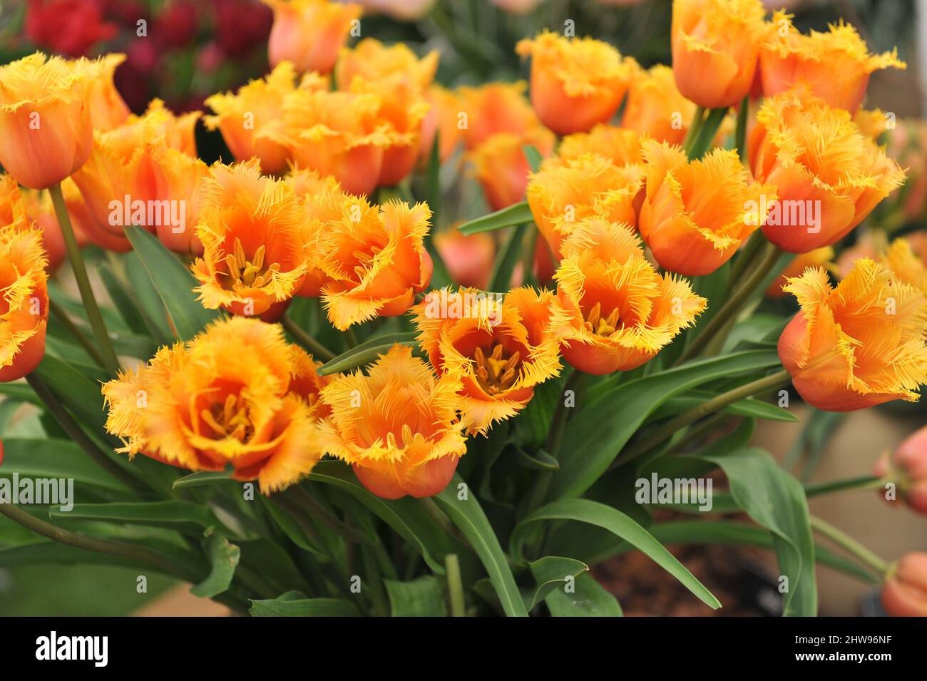 A bouquet of yellow and pink fringed tulips (Tulipa) Lambada bloom in a ...