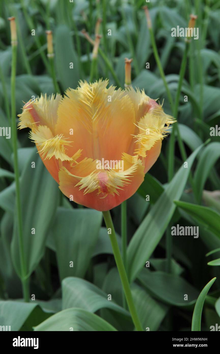 Lambada bloom hi-res stock photography and images - Alamy