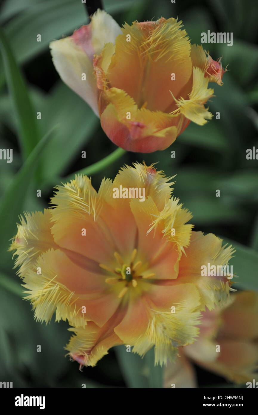 Yellow and pink fringed tulips (Tulipa) Lambada bloom in a garden in ...