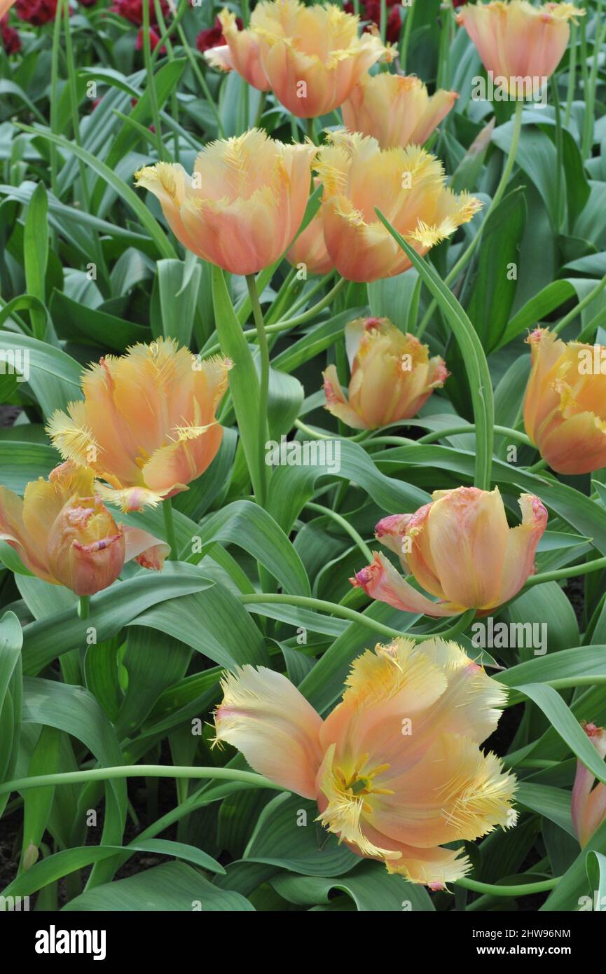 Yellow and pink fringed tulips (Tulipa) Lambada bloom in a garden in ...
