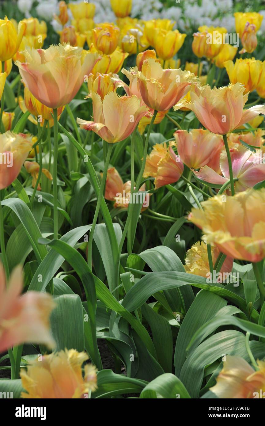 Yellow and pink fringed tulips (Tulipa) Lambada bloom in a garden in ...