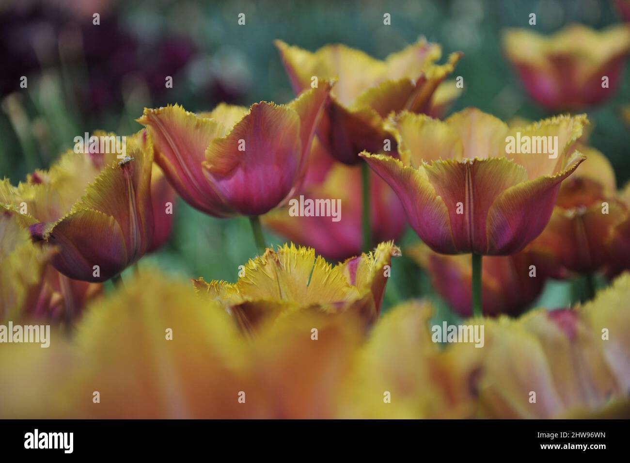 Yellow and pink fringed tulips (Tulipa) Lambada bloom in a garden in ...