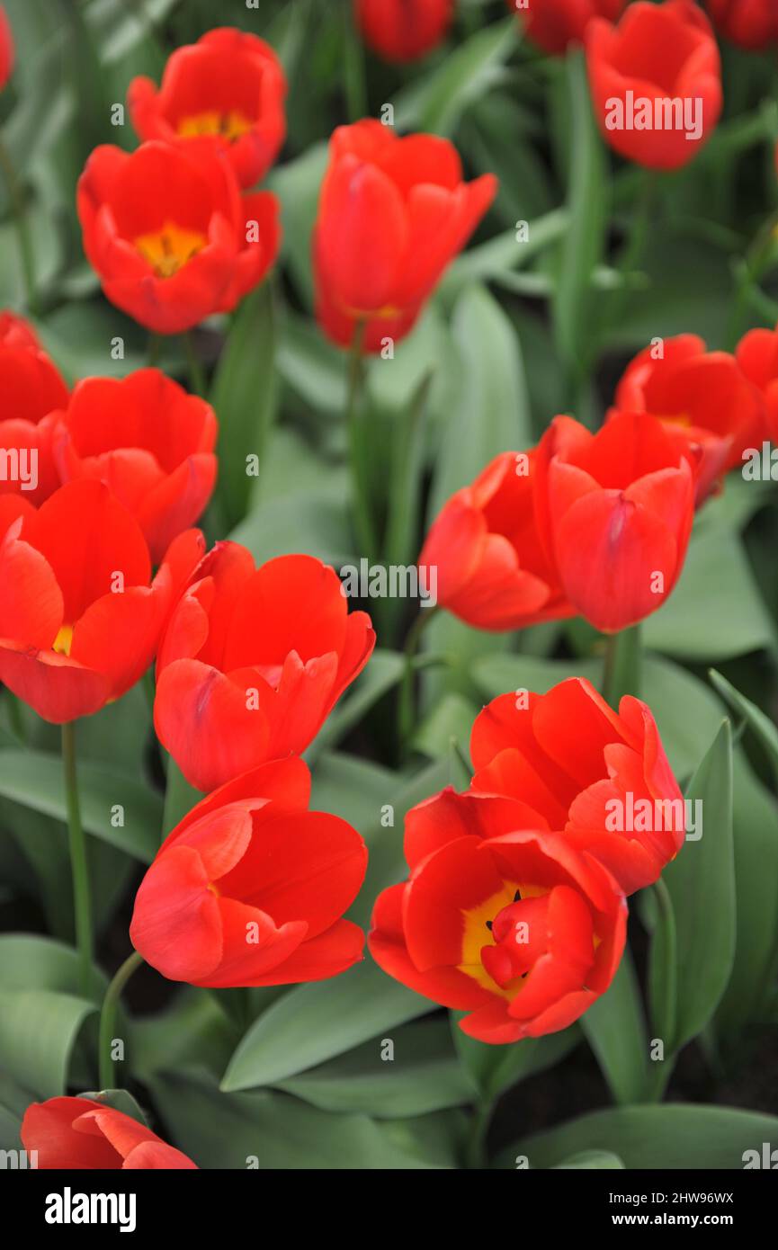 Red Triumph tulips (Tulipa) L'Amitie bloom in a garden in April Stock ...