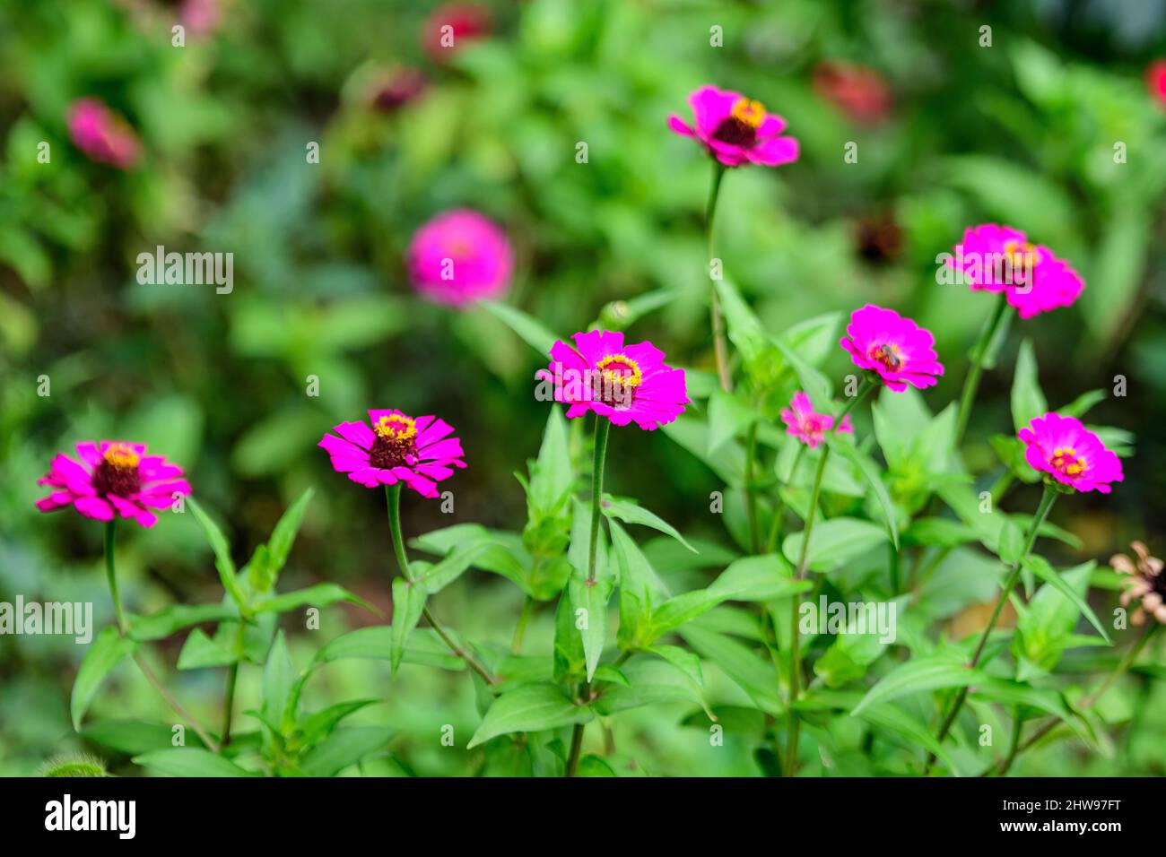 Close up of many beautiful large pink magenta zinnia flowers in full ...