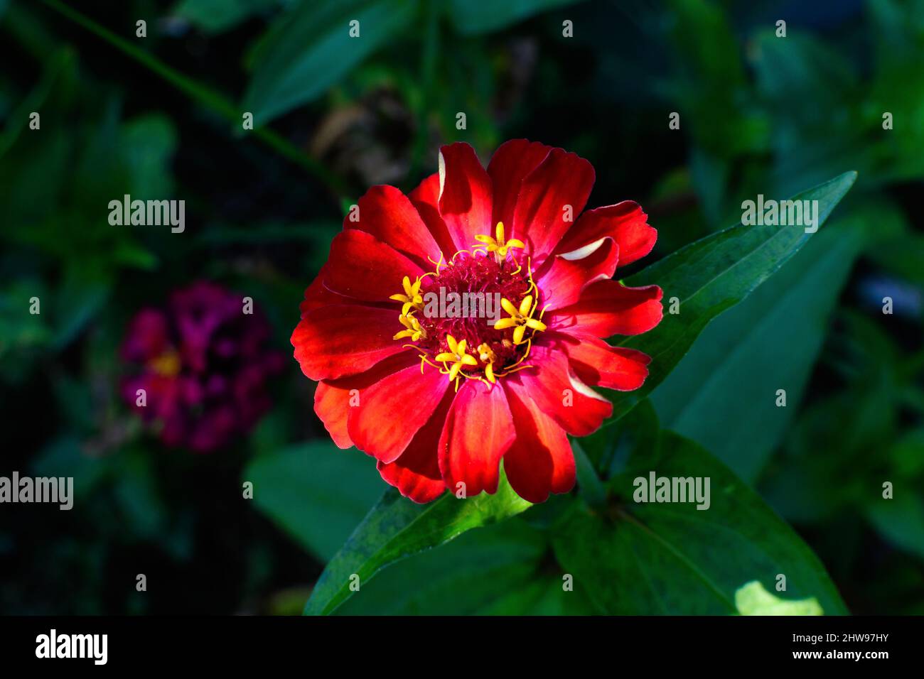 Close up of one beautiful large red zinnia flower in full bloom on ...