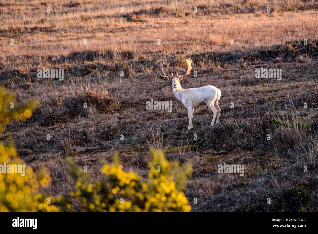 Godshill, New Forest, Hampshire, UK, 4th March 2022: Rare white deer ...