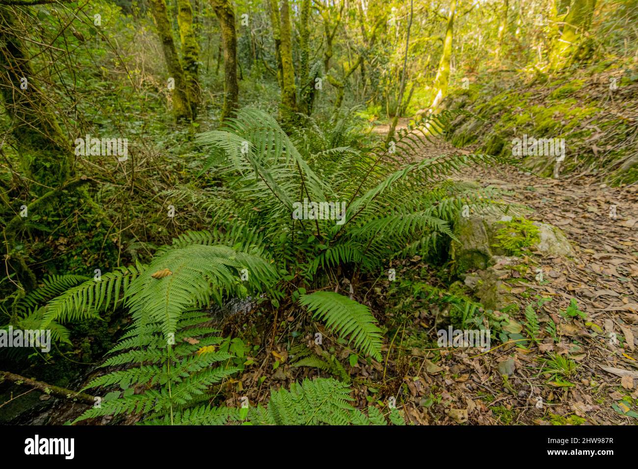 Autumn scene of a beautiful country road among trees and ferns Stock ...