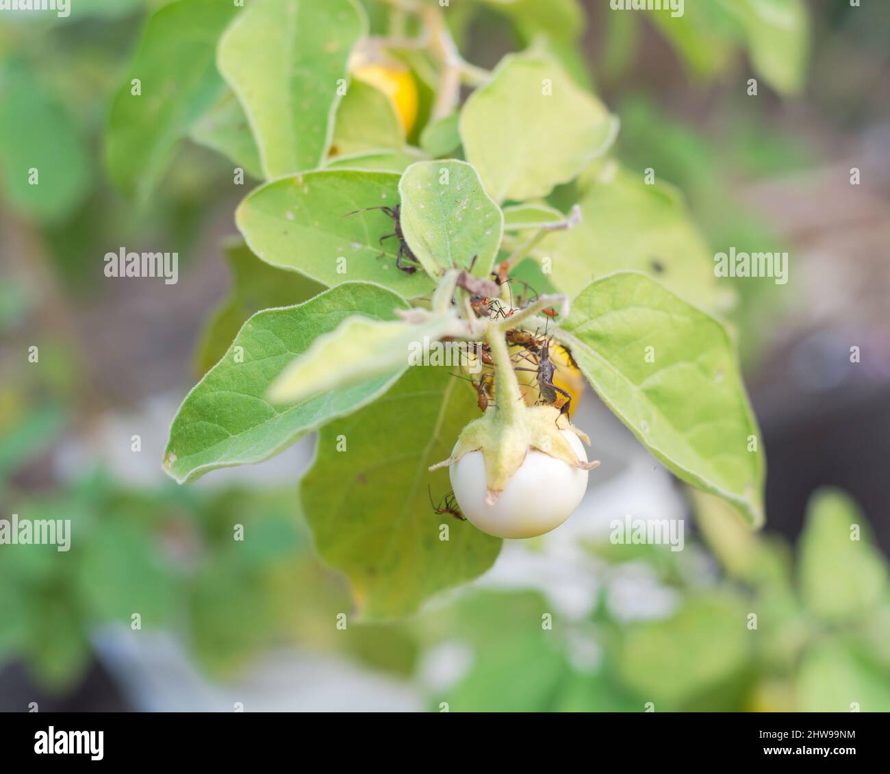 Closeup shot of the stink and leaf-footed bugs attacking new developing ...