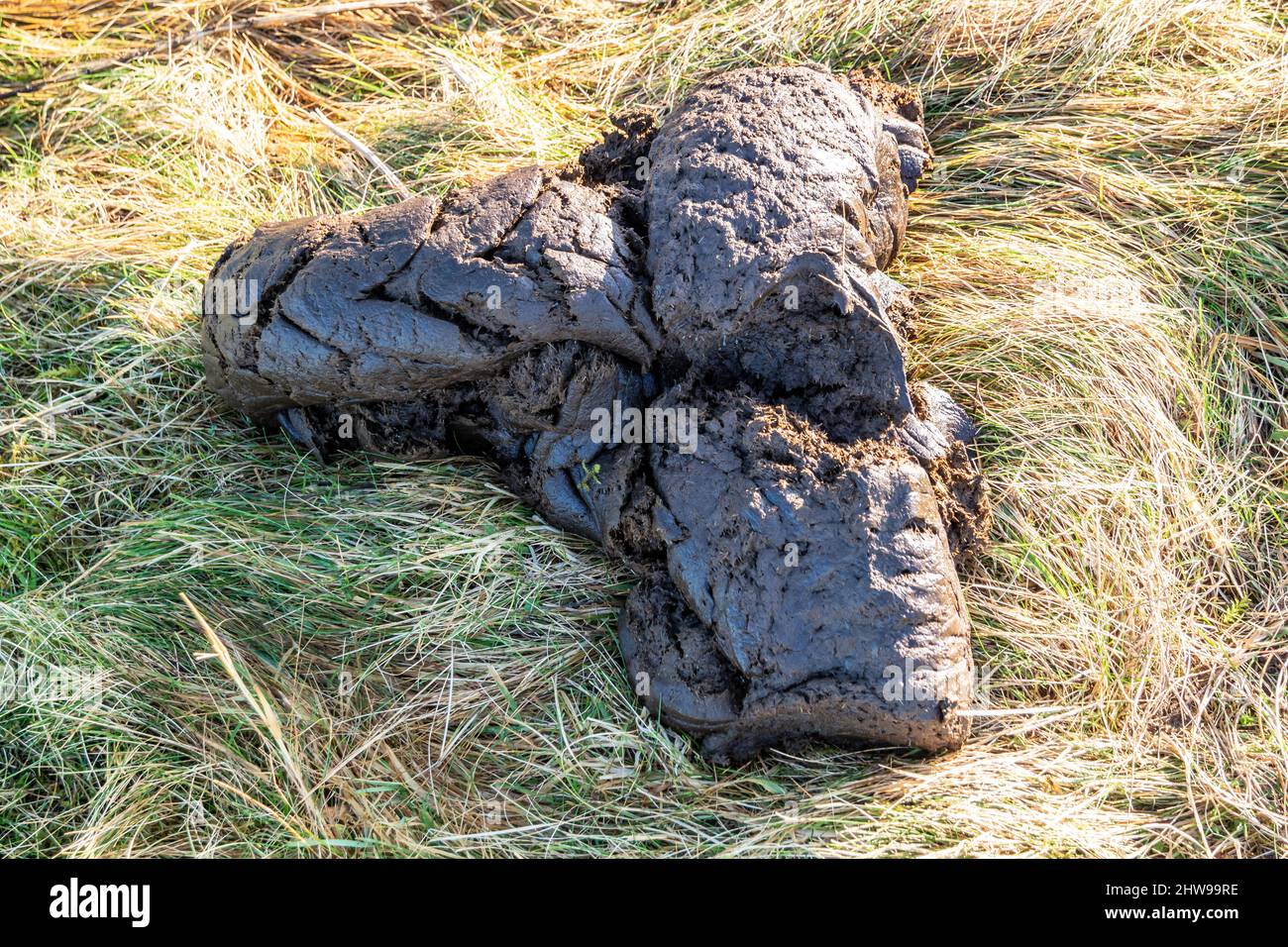Pile of poo hi-res stock photography and images - Alamy