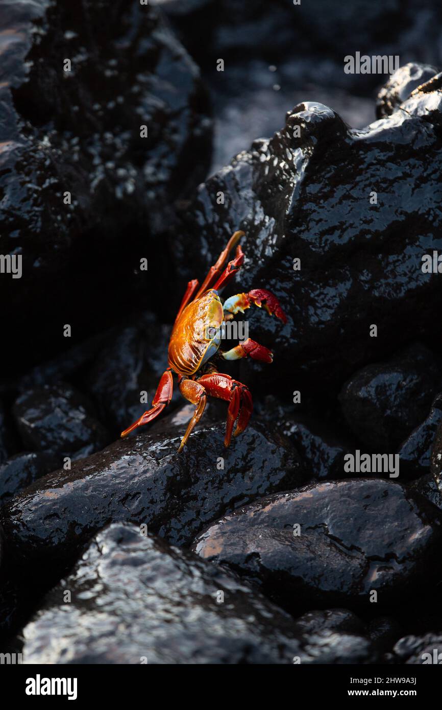 Colorful "Sally Lightfoot" crabs crawl on volcanic rock tidal pools on ...