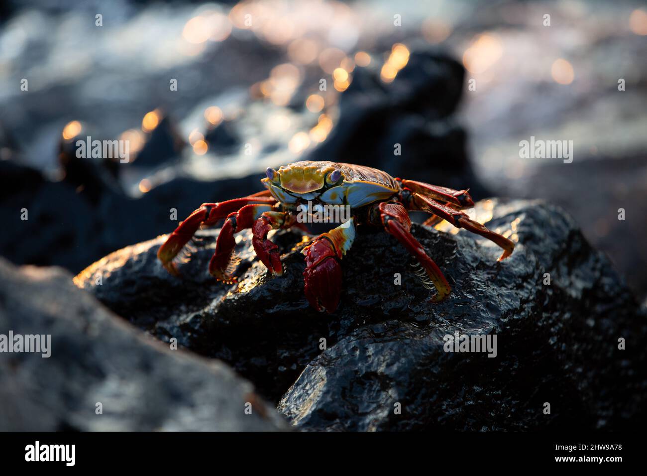 Colorful "Sally Lightfoot" crabs crawl on volcanic rock tidal pools on ...