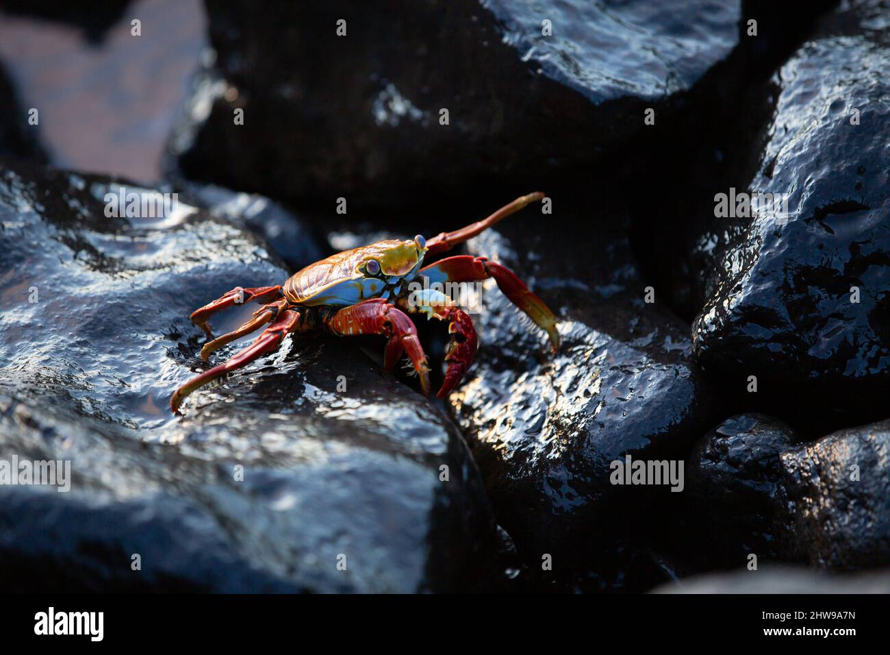 Sally lightfoot crab tidal pool hi-res stock photography and images - Alamy