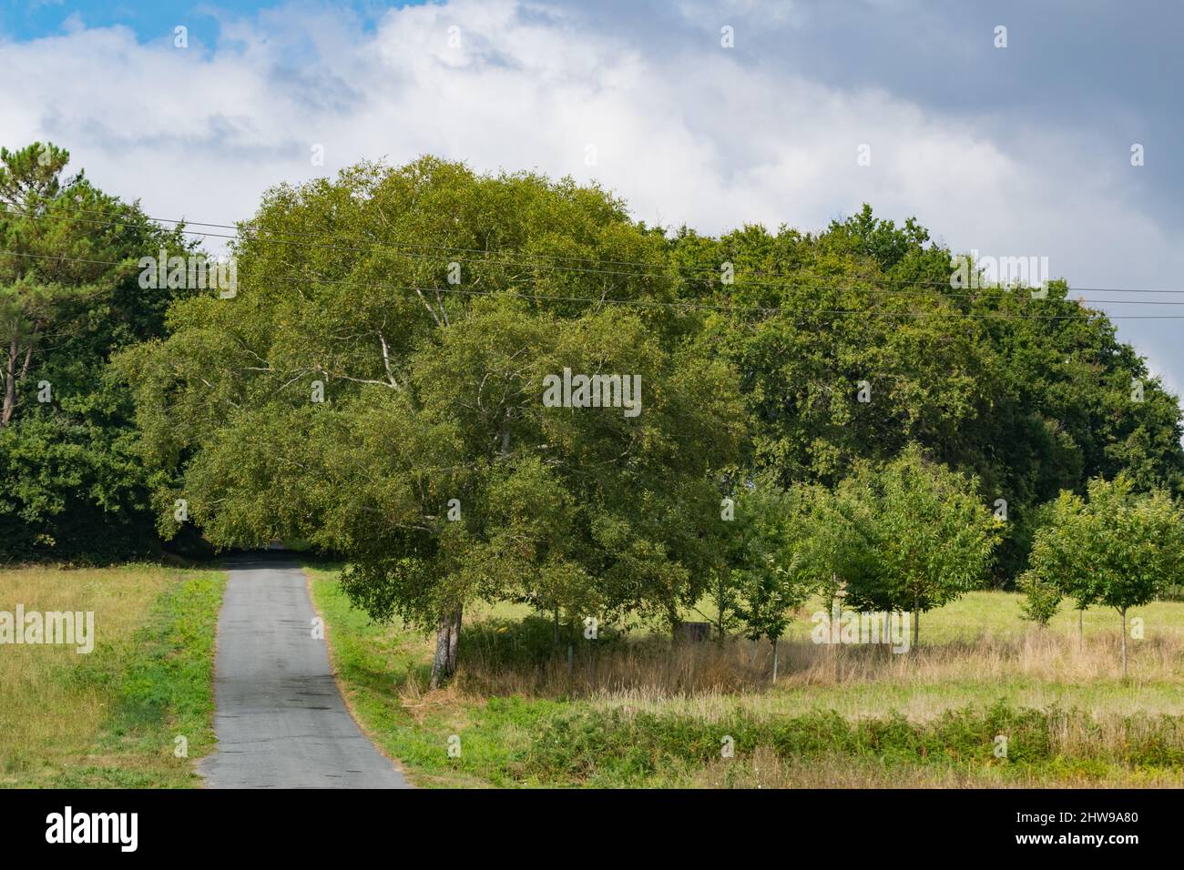 Rural landscape in spring with a road, trees and a beautiful sky with ...