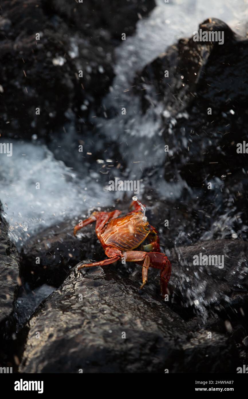 Sally lightfoot crabs tidal pool hi-res stock photography and images ...