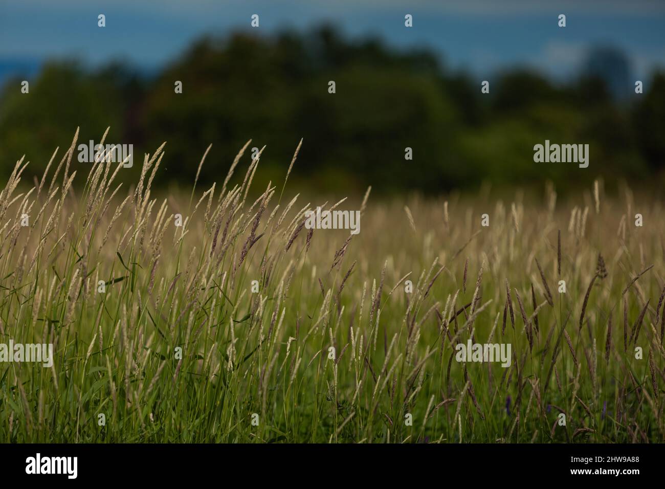 Cogon grass hi-res stock photography and images - Alamy