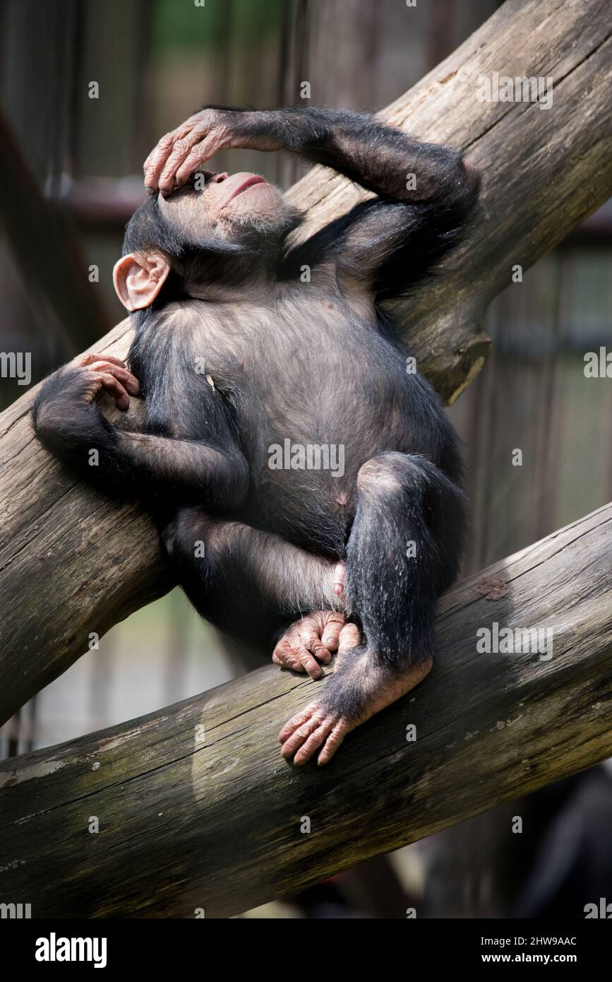 Human and chimp face to face hi-res stock photography and images - Alamy