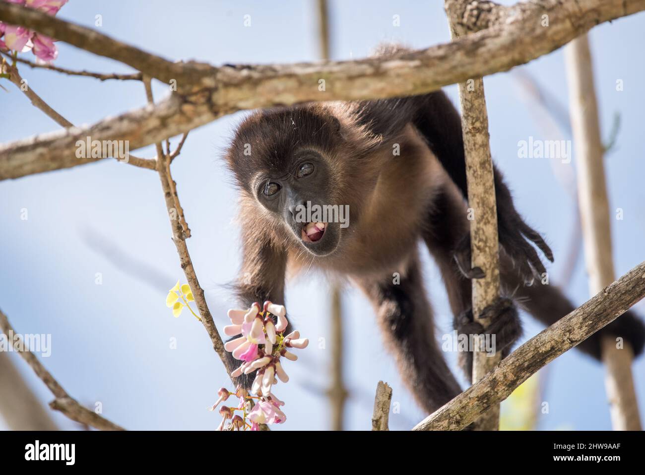 Monkey tail flower hi-res stock photography and images - Alamy