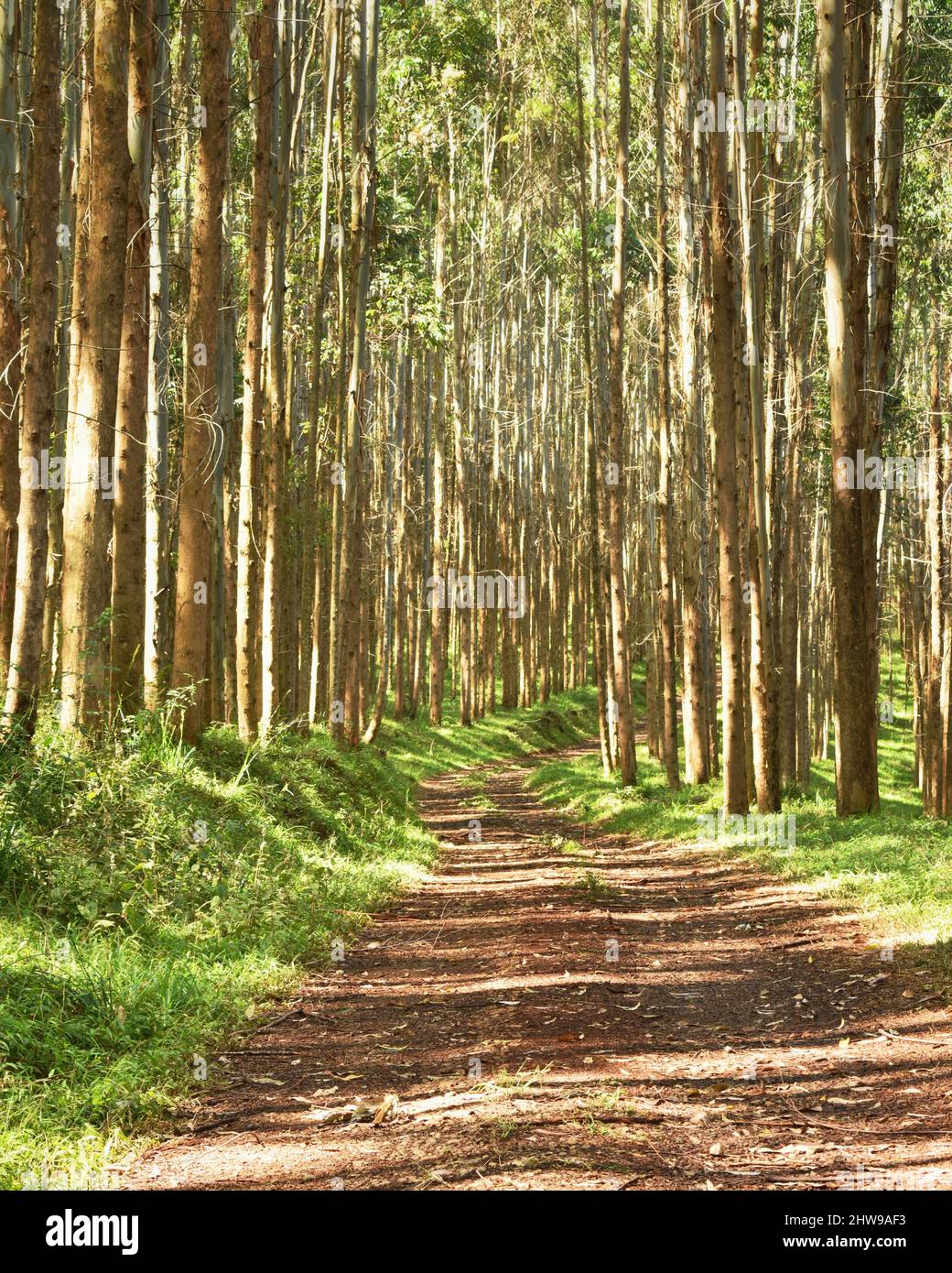 Vertical shot of a path through the forest of blue gum trees in ...