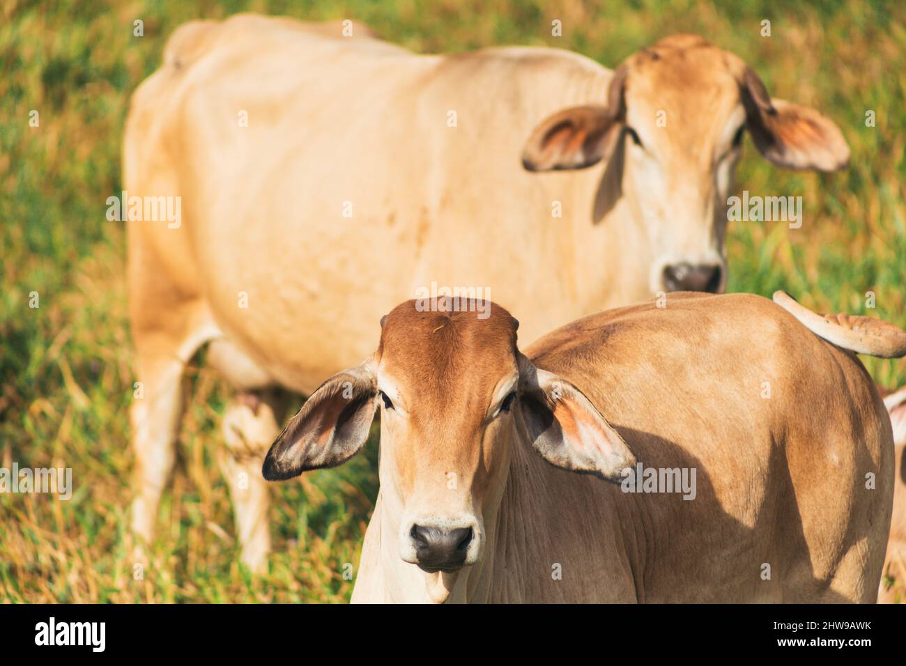 chocolate-colored cows in the field, resting and eating grass Stock ...