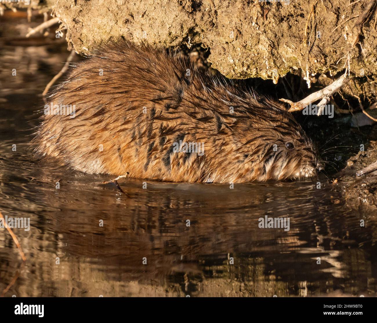 Muskrat details hi-res stock photography and images - Alamy