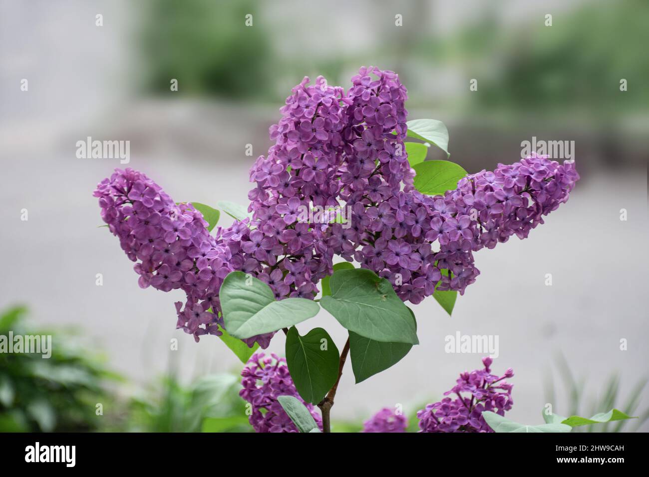 Fresh green branch young lilac hi-res stock photography and images - Alamy