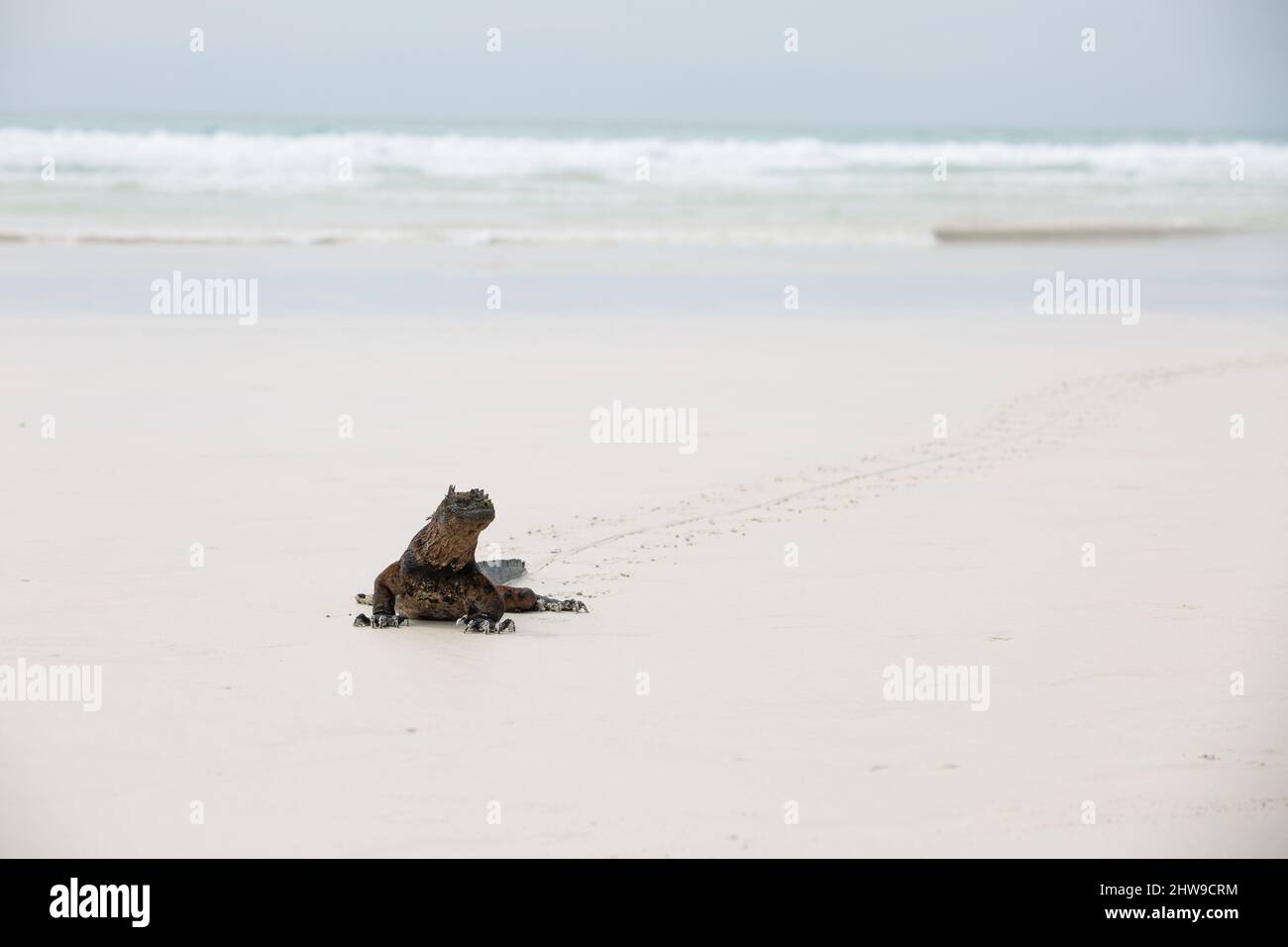 Galapagos marine iguana looks to camera on white sand beach on Isabela ...