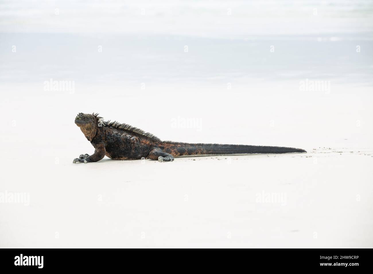 Side profile of Galapagos marine iguana on white sand beach Isabela ...